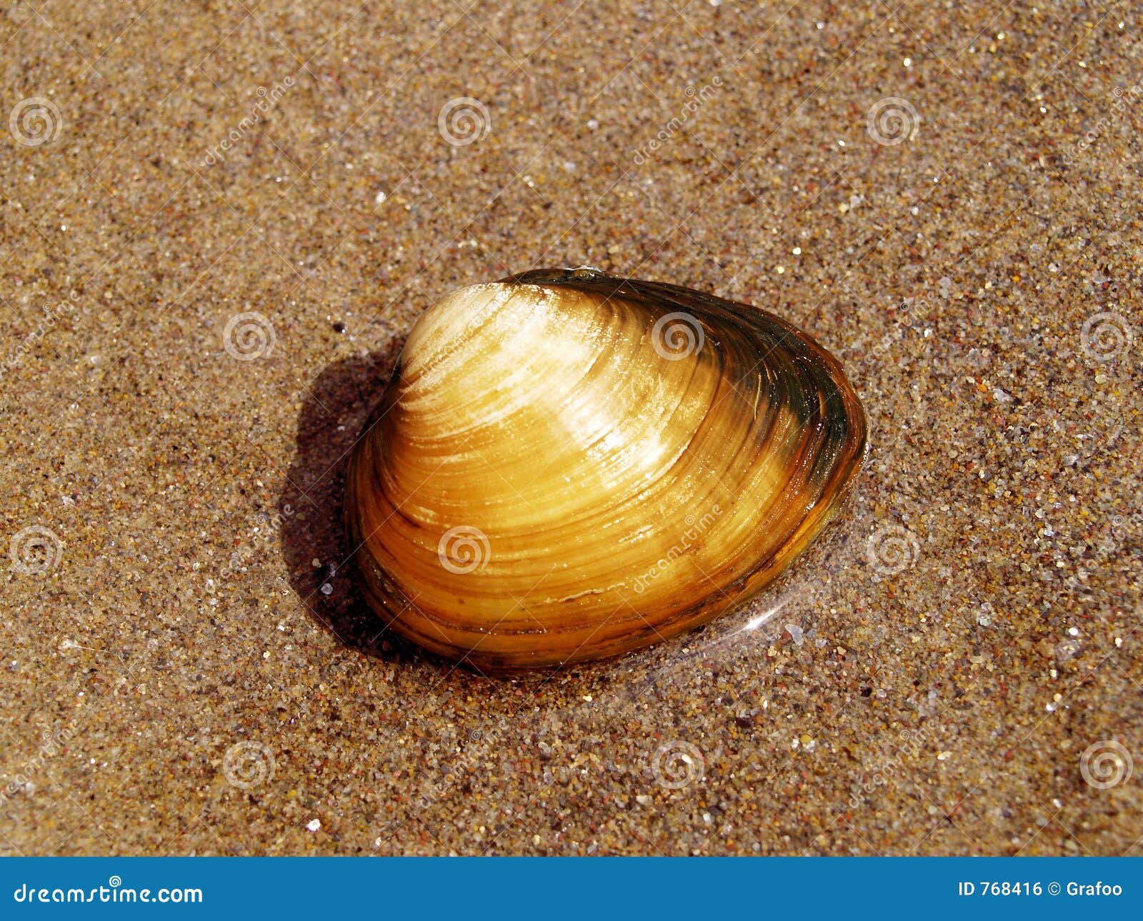 Shell stock photo. Image of stones, marine, beach, geological - 768416