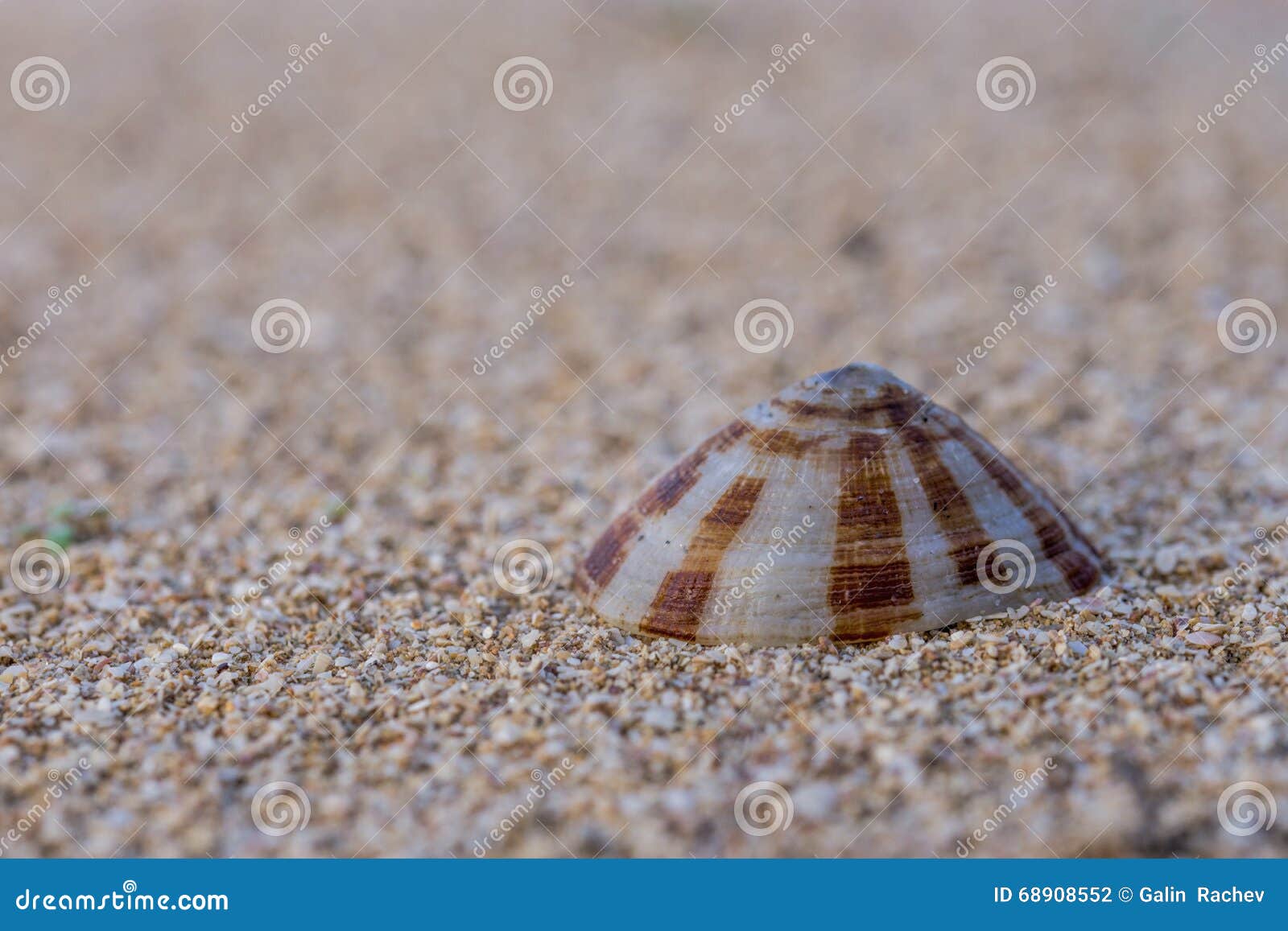 A Calm Shell on a Beach Sand Stock Photo - Image of coastline, abstract ...