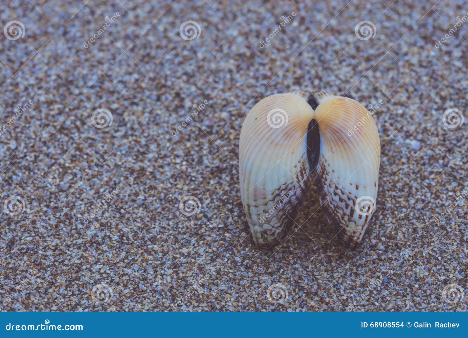 A Calm Shell on a Beach Sand Stock Photo - Image of beautiful ...