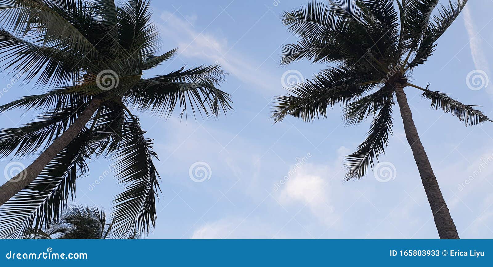Calm Sky Trees Cooling Tropical Stock Image - Image of calm, trees ...