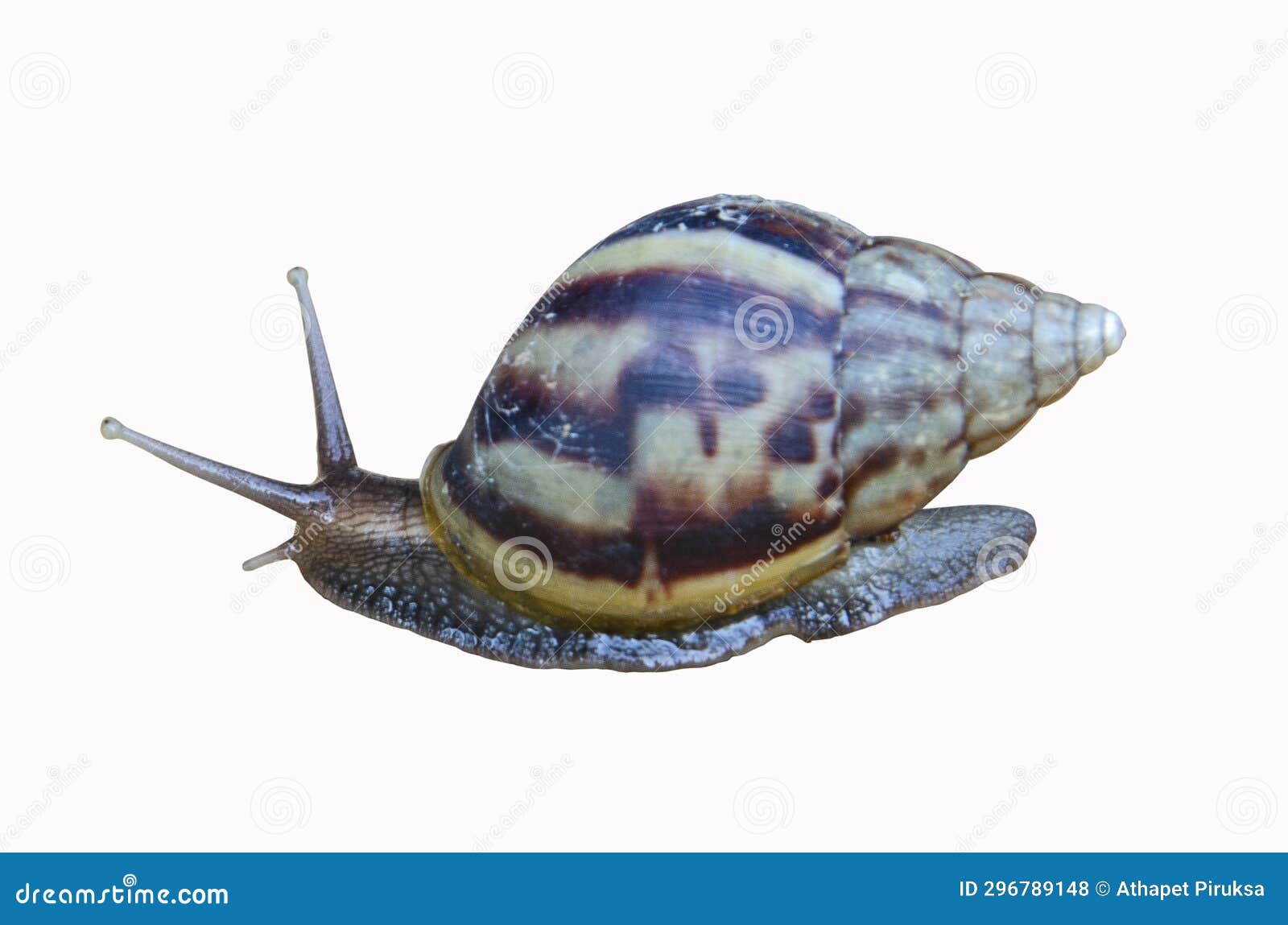 Calm Snails Slip Slowly on White Backgroind Stock Photo - Image of ...