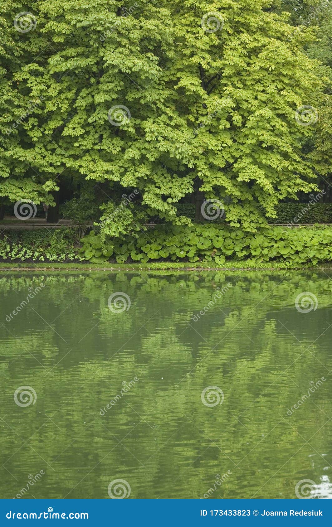 Calm Spring Landscape with Trees and Pond Forming a Green Background ...