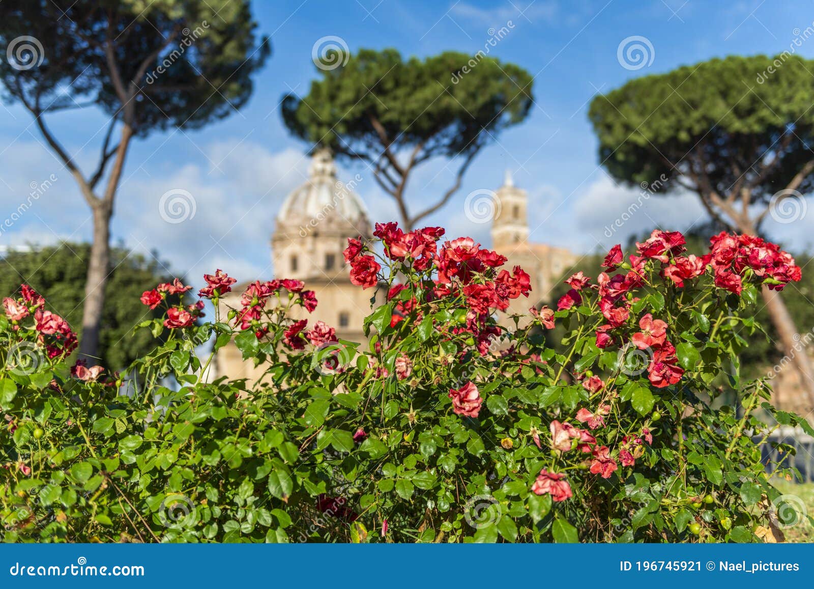 A Calm Spring Morning in Rome Stock Image - Image of rose, tranquility ...