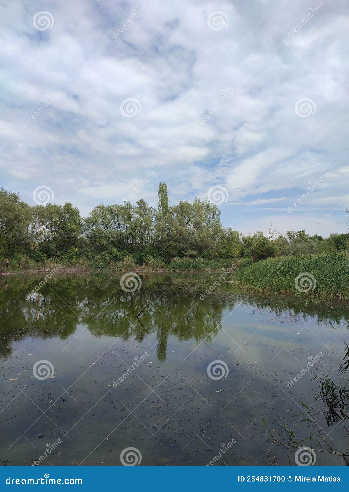 Calm still lake stock photo. Image of tree, water, calm - 254831700