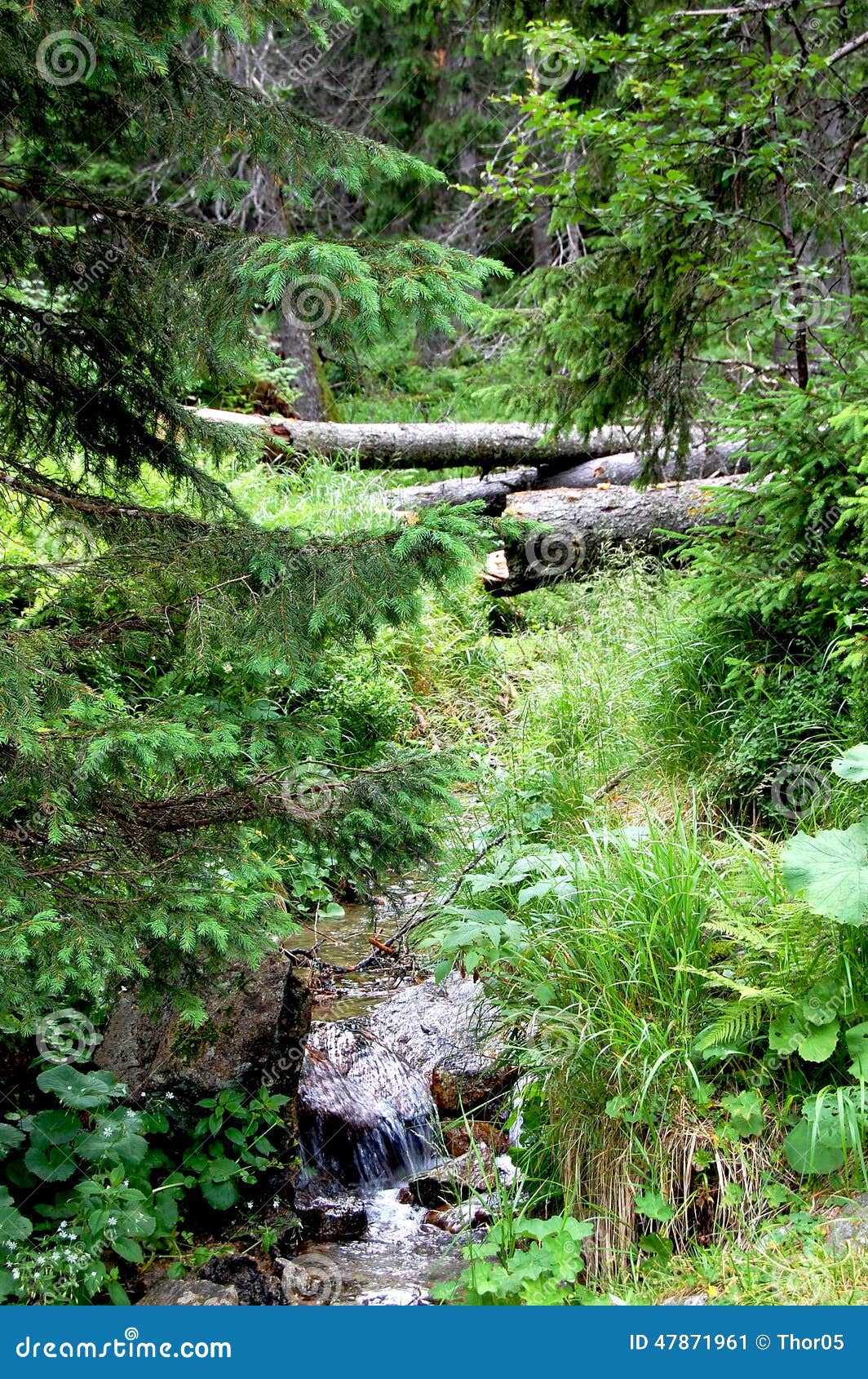 Calm Stream in the Middle of a Forest Stock Image - Image of natural ...