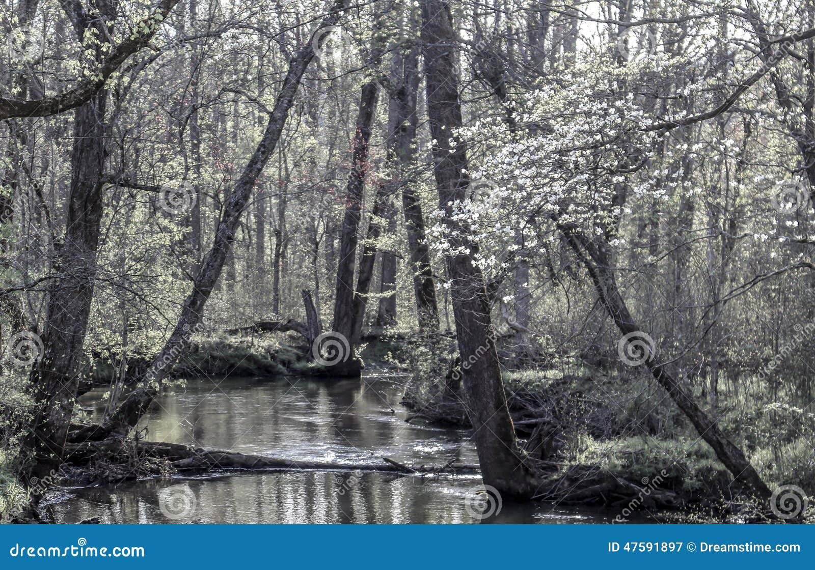 Calm stream stock image. Image of river, relaxing, running - 47591897