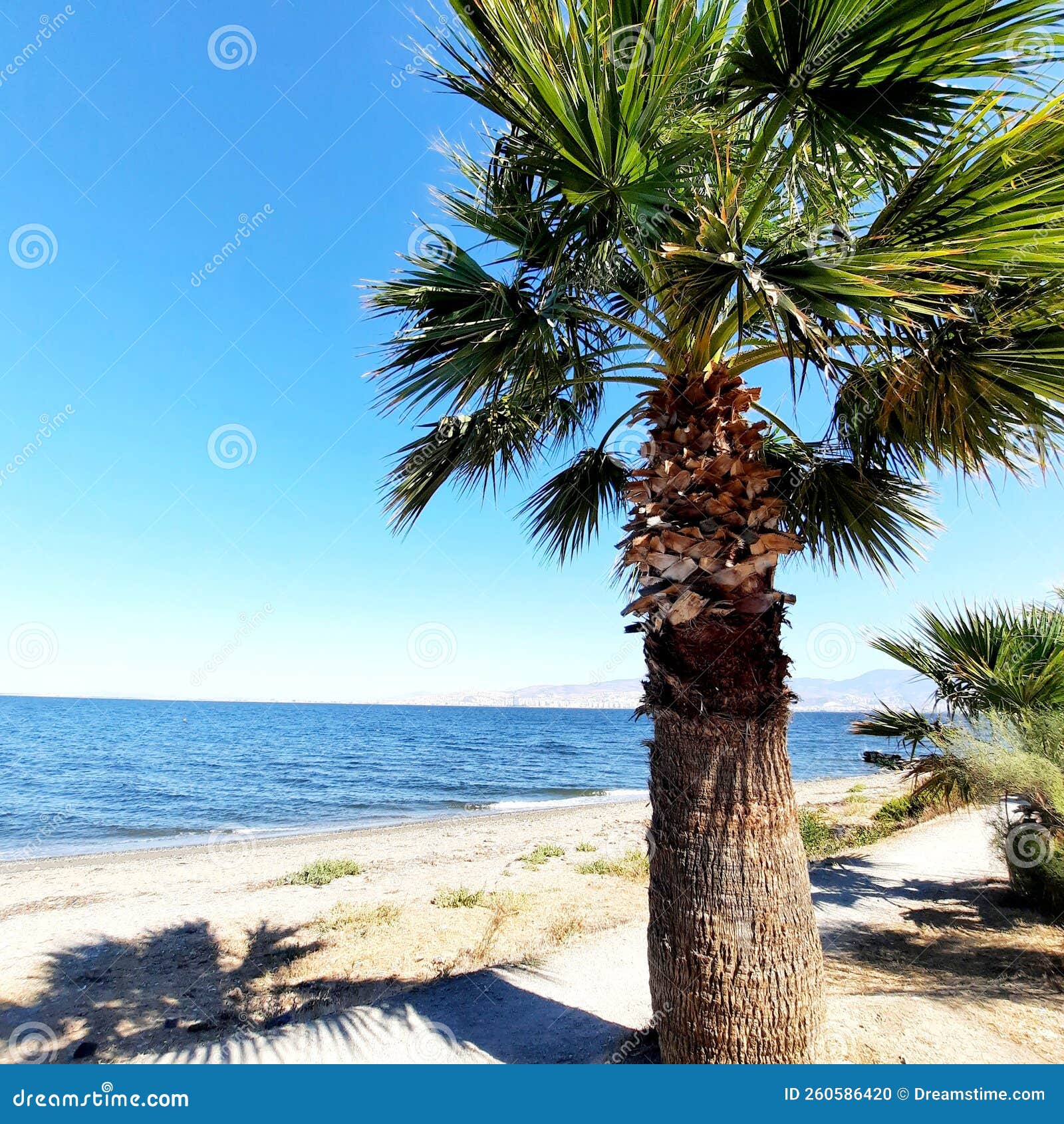 Palm stock photo. Image of palm, calm, ocean, coast - 260586420