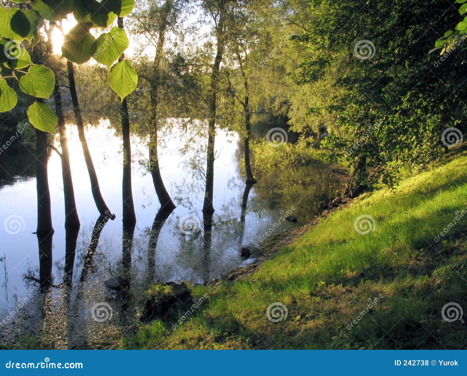 Calm sunny evening stock photo. Image of leaves, evening - 242738