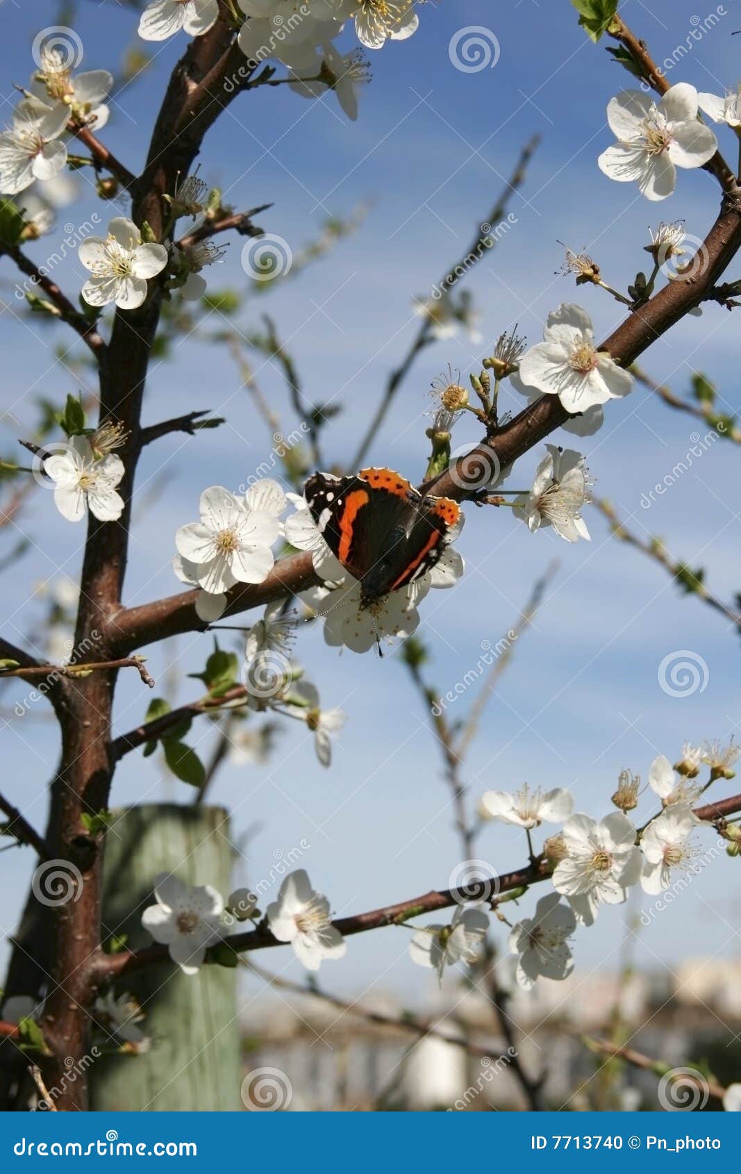A calm sunny spring day stock photo. Image of calm, environment - 7713740
