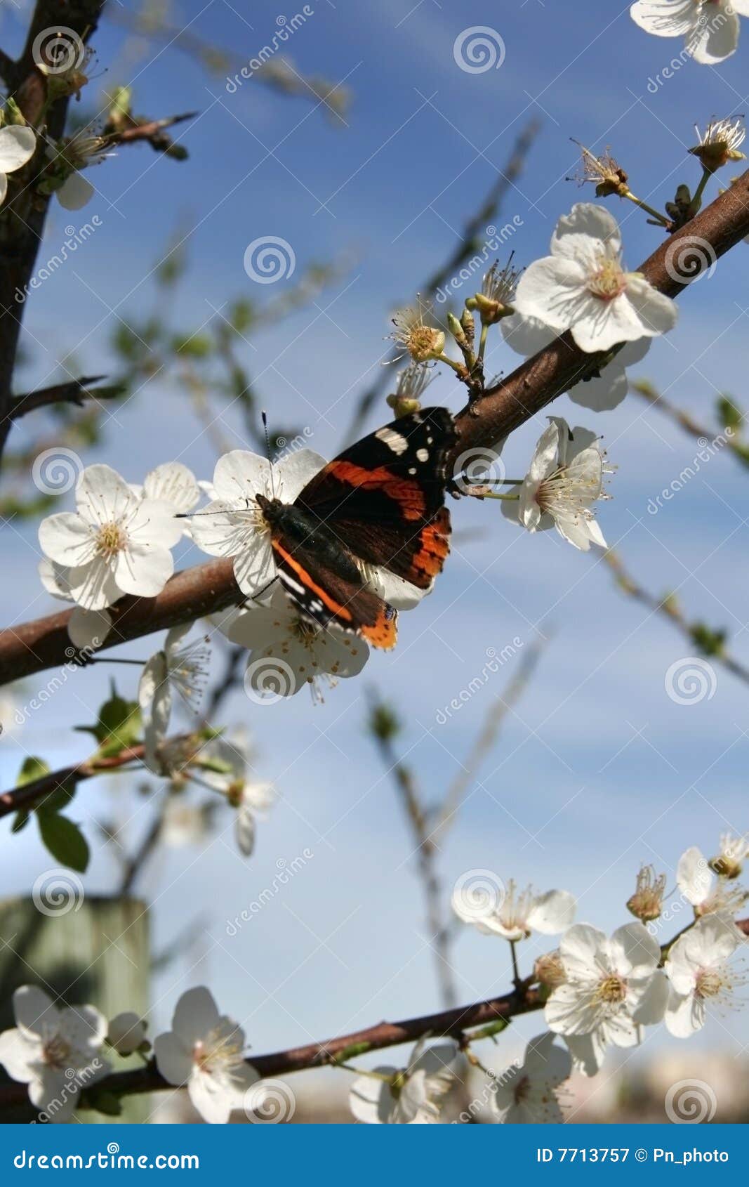 A calm sunny spring day stock image. Image of nature, flora - 7713757