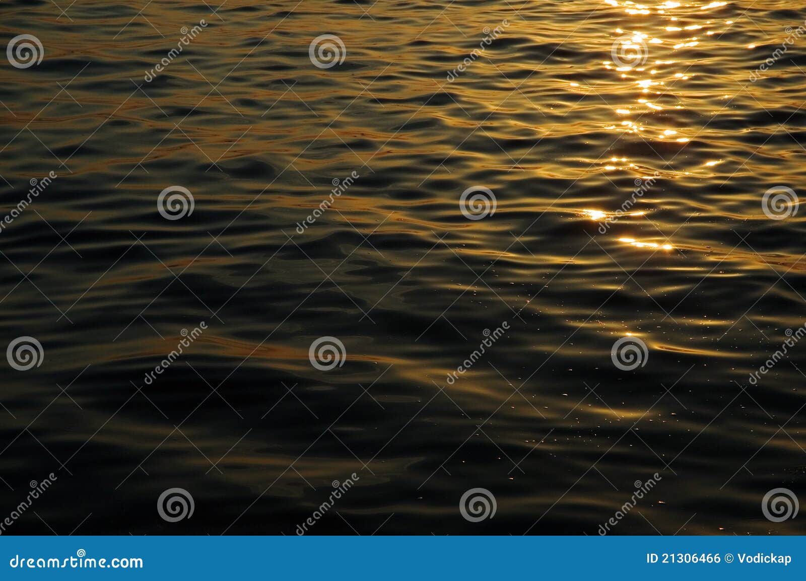Calm sunny water stock photo. Image of swim, gold, mood - 21306466