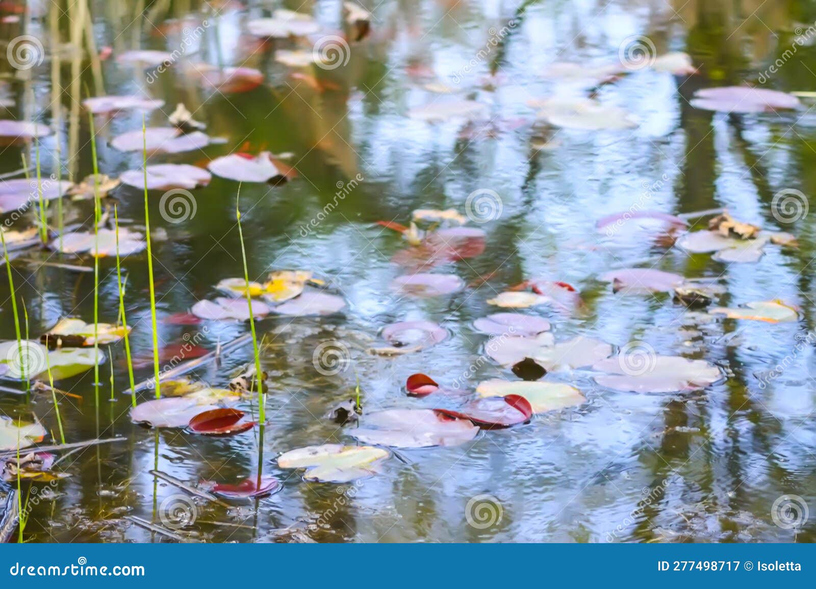 Calm Surface of the Water. Reflections in Pond with Plants Stock Image ...