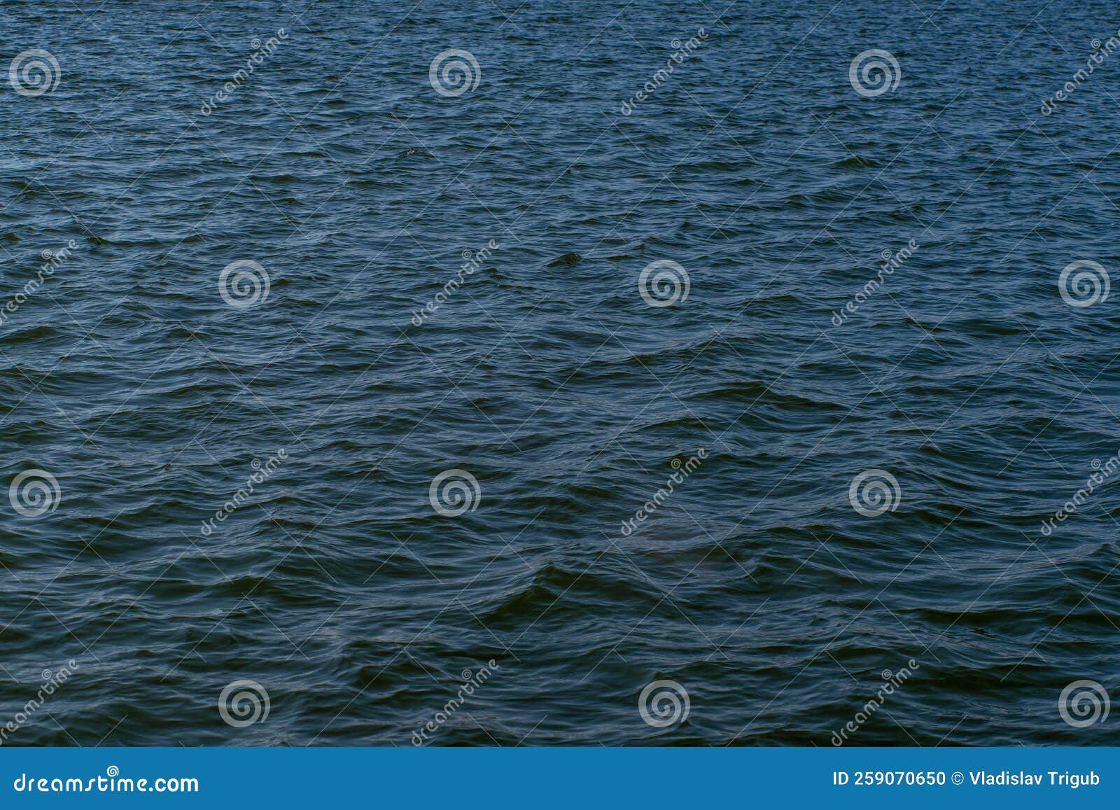 Calm Surface of the Water. Small Ripples in the Pond. Stock Photo ...