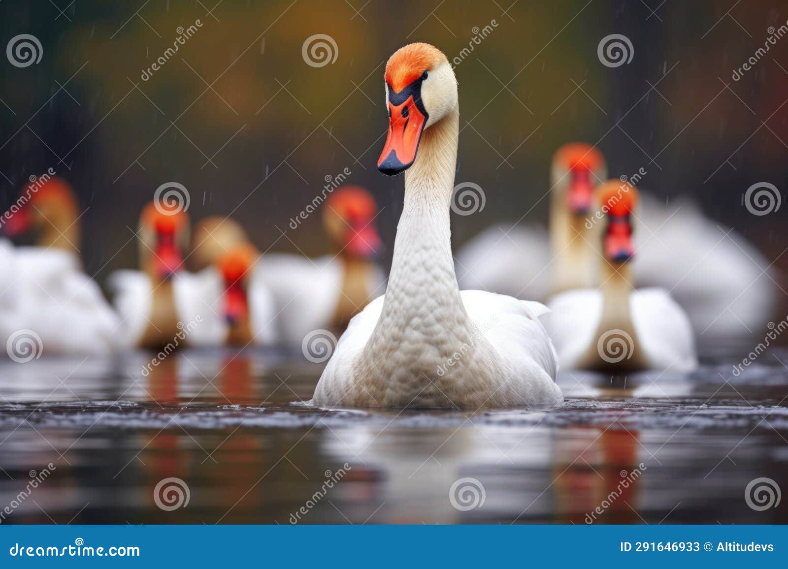 A Calm Swan among Agitated Ducks Stock Image - Image of contrast ...