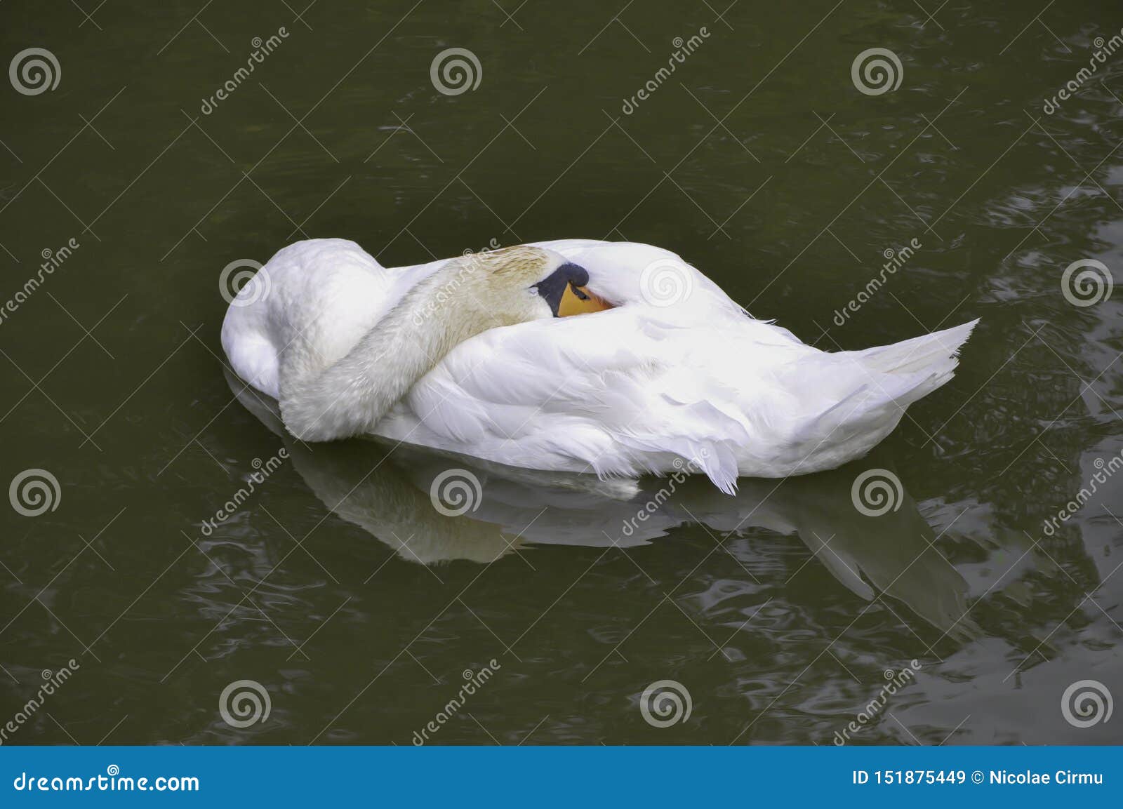 Swan Relaxing, Sleeping on the Lake Stock Image - Image of animal ...