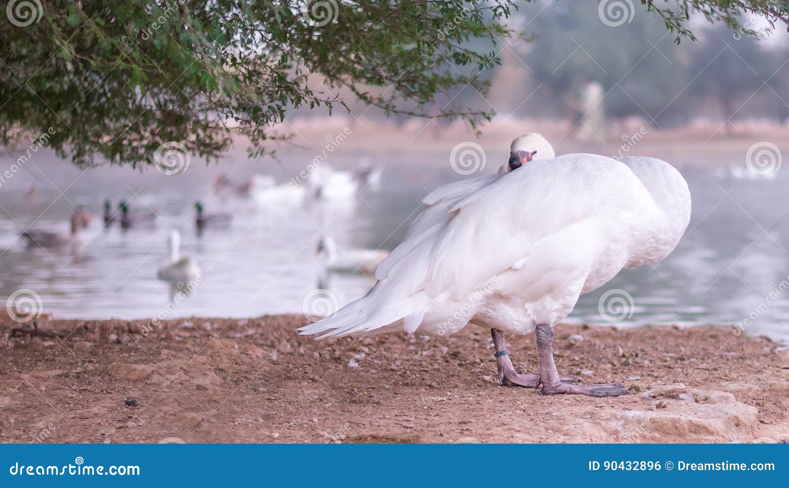 Calm swan stock photo. Image of wildlife, white, care - 90432896