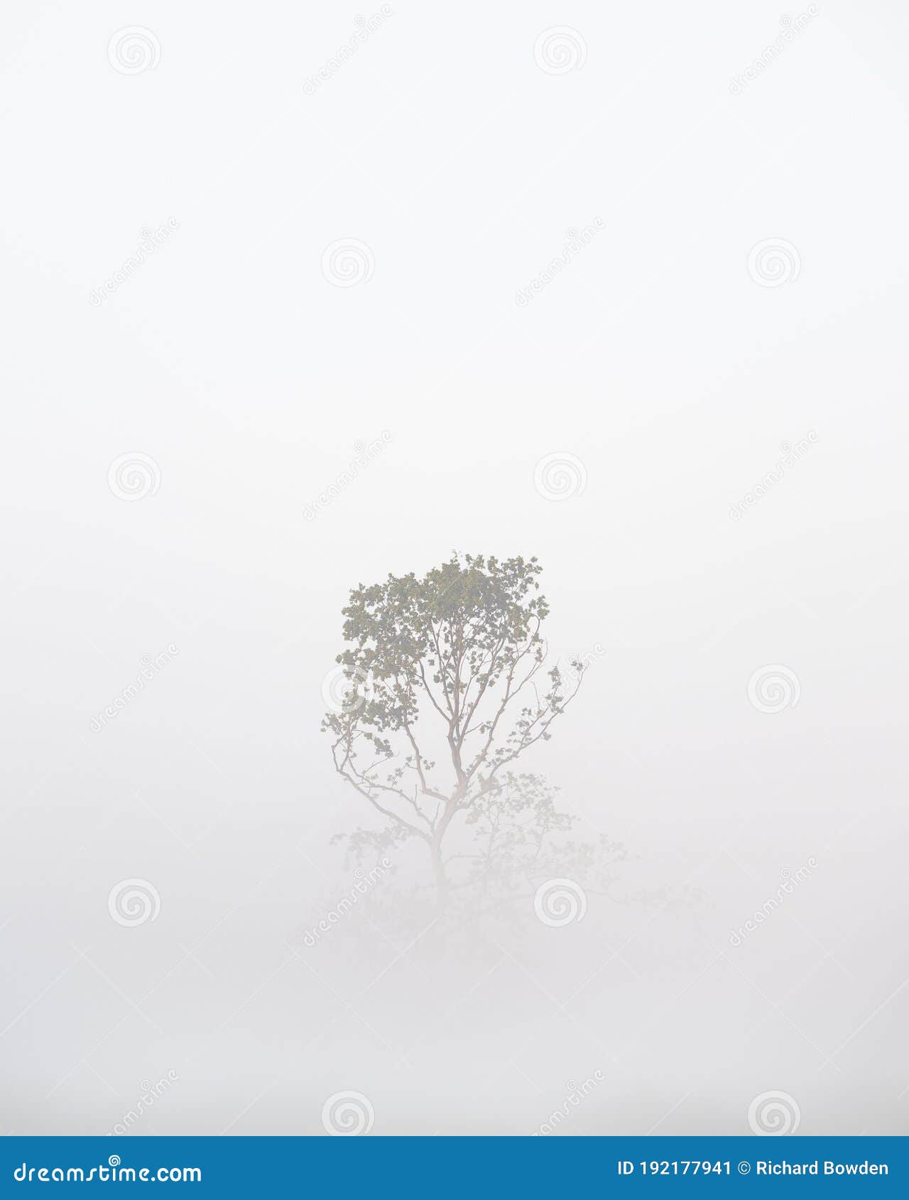 Calm Tree stock image. Image of united, britain, empty - 192177941