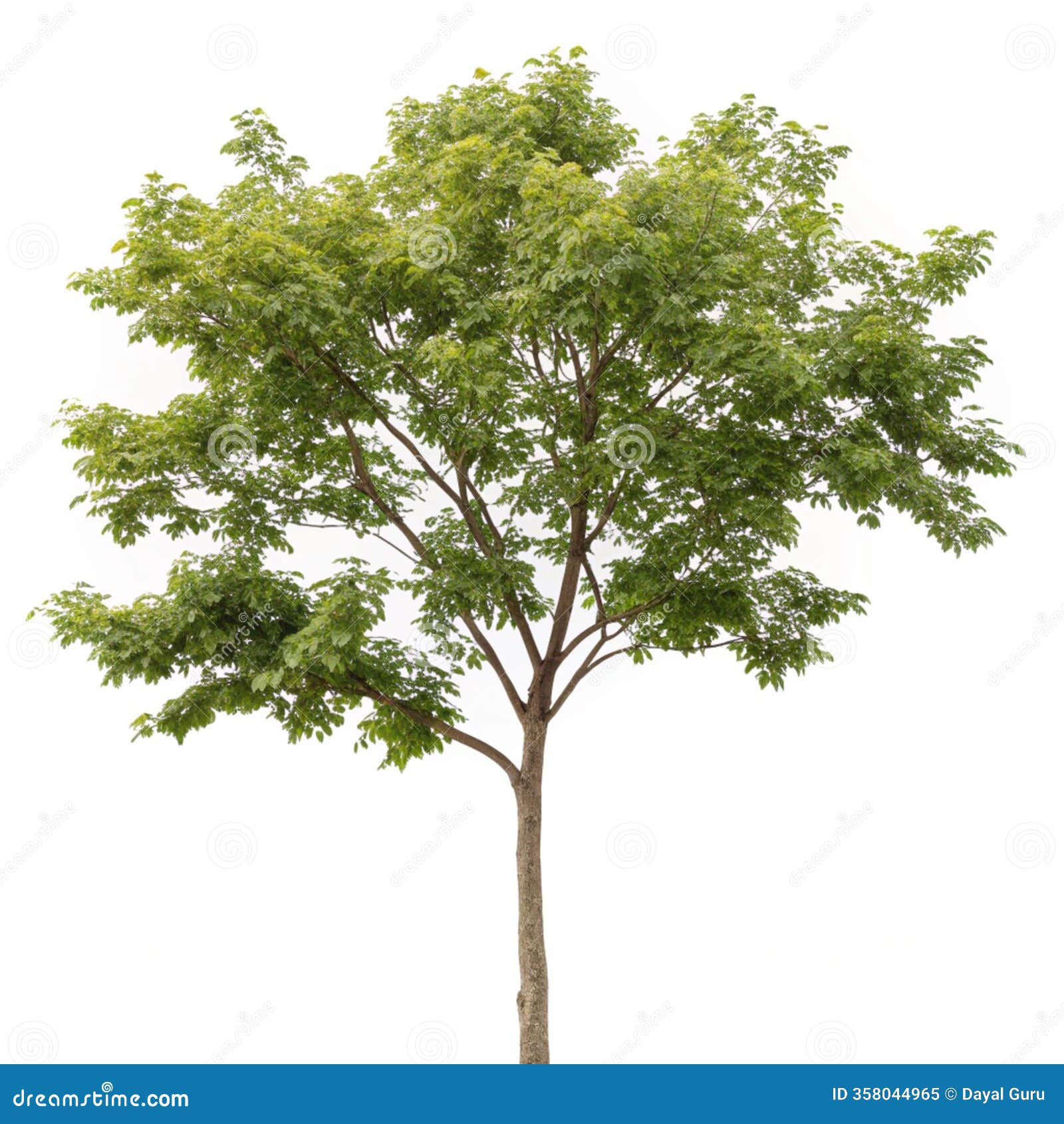 Calm Red Tree Royalty-Free Illustration | CartoonDealer.com #330509703