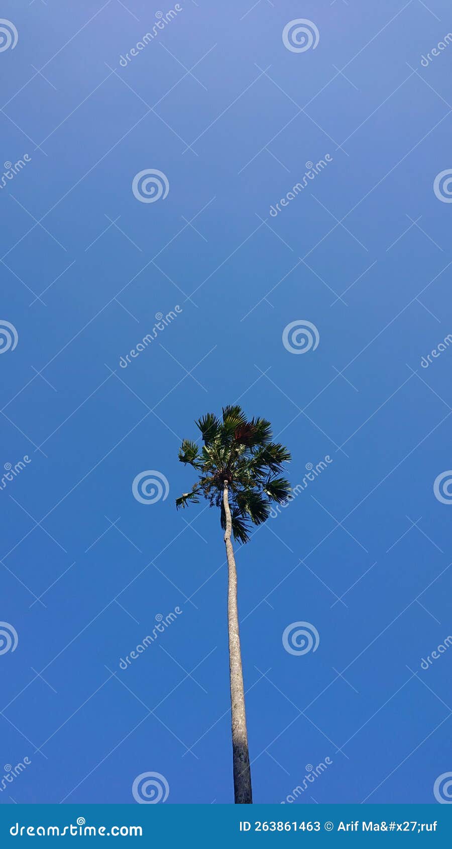 Is calm tree stock image. Image of nature, calm, wild - 263861463