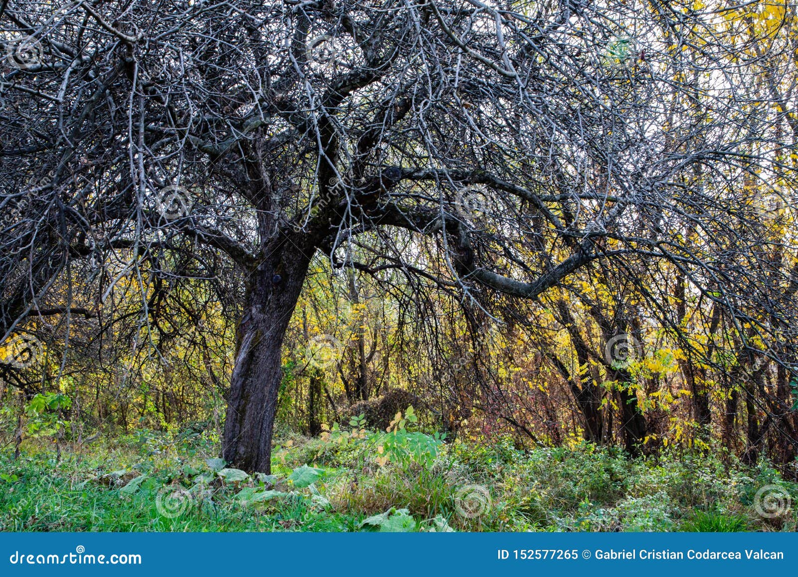 Calm View of a Green Path with Tree Stock Image - Image of landscape ...