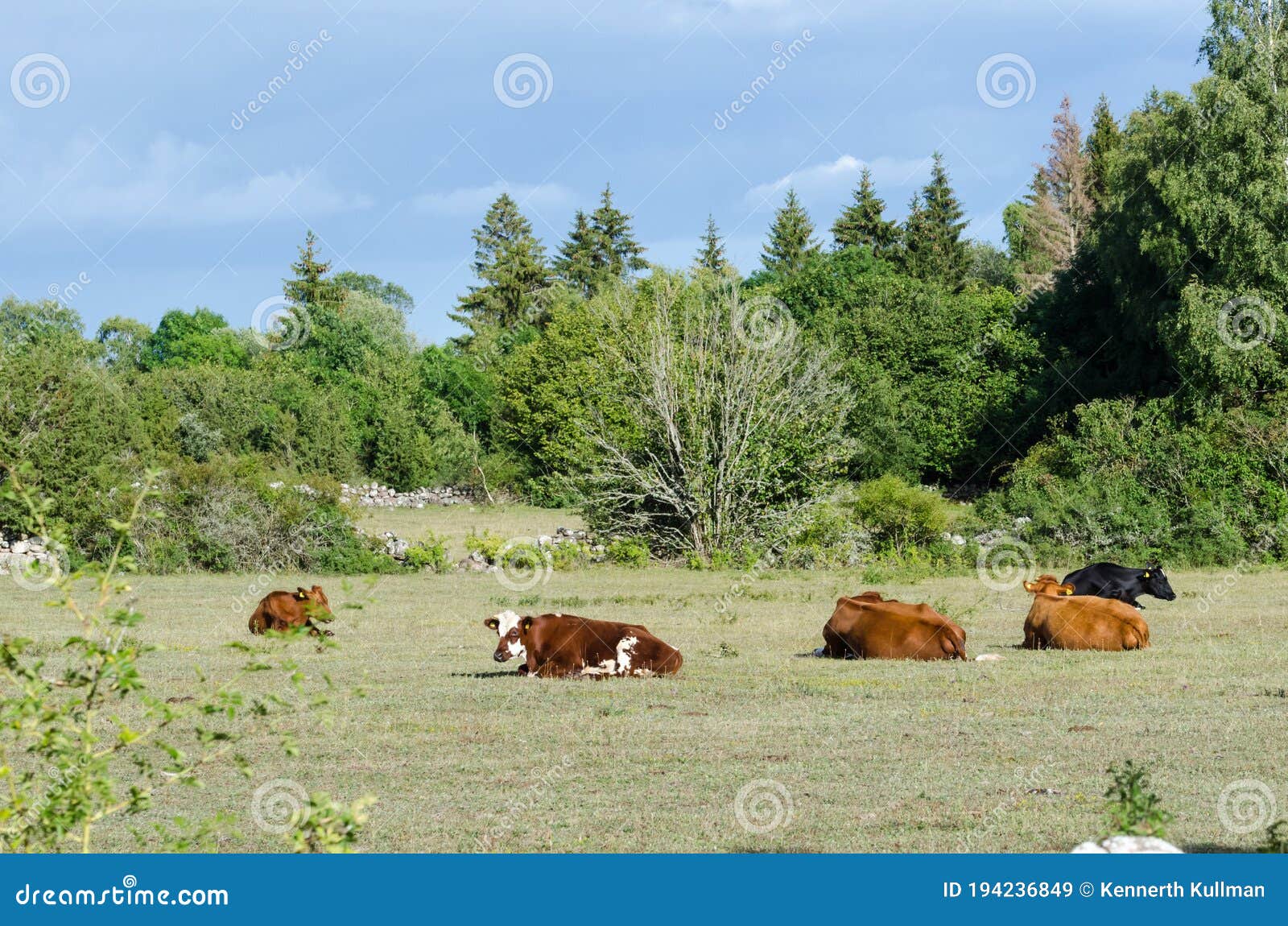 Calm View with Resting Cattle Stock Image - Image of cows, glade: 194236849