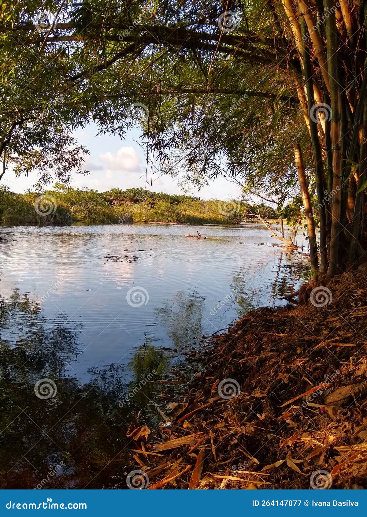 The Calm Water of the Lagoon is Seen through the Bamboo Plams Stock ...
