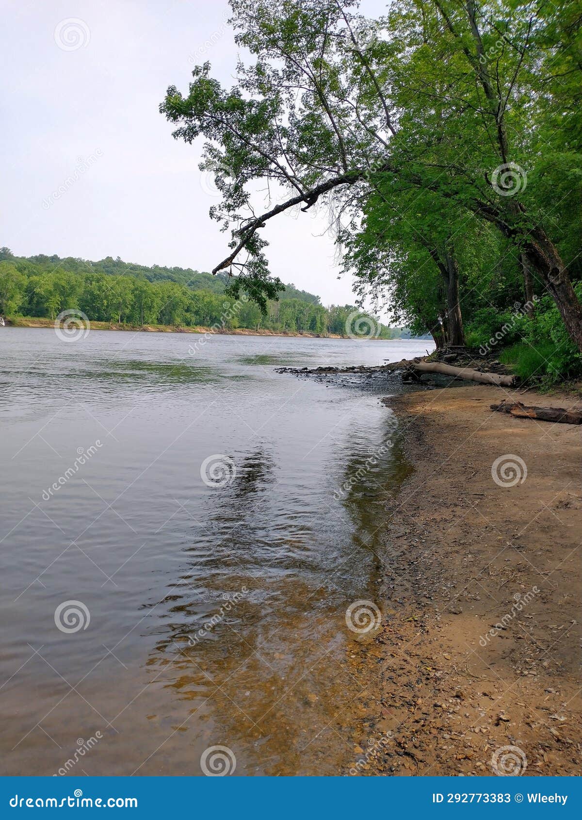 Calm Water by the River Edge Stock Image - Image of wetland, tree ...