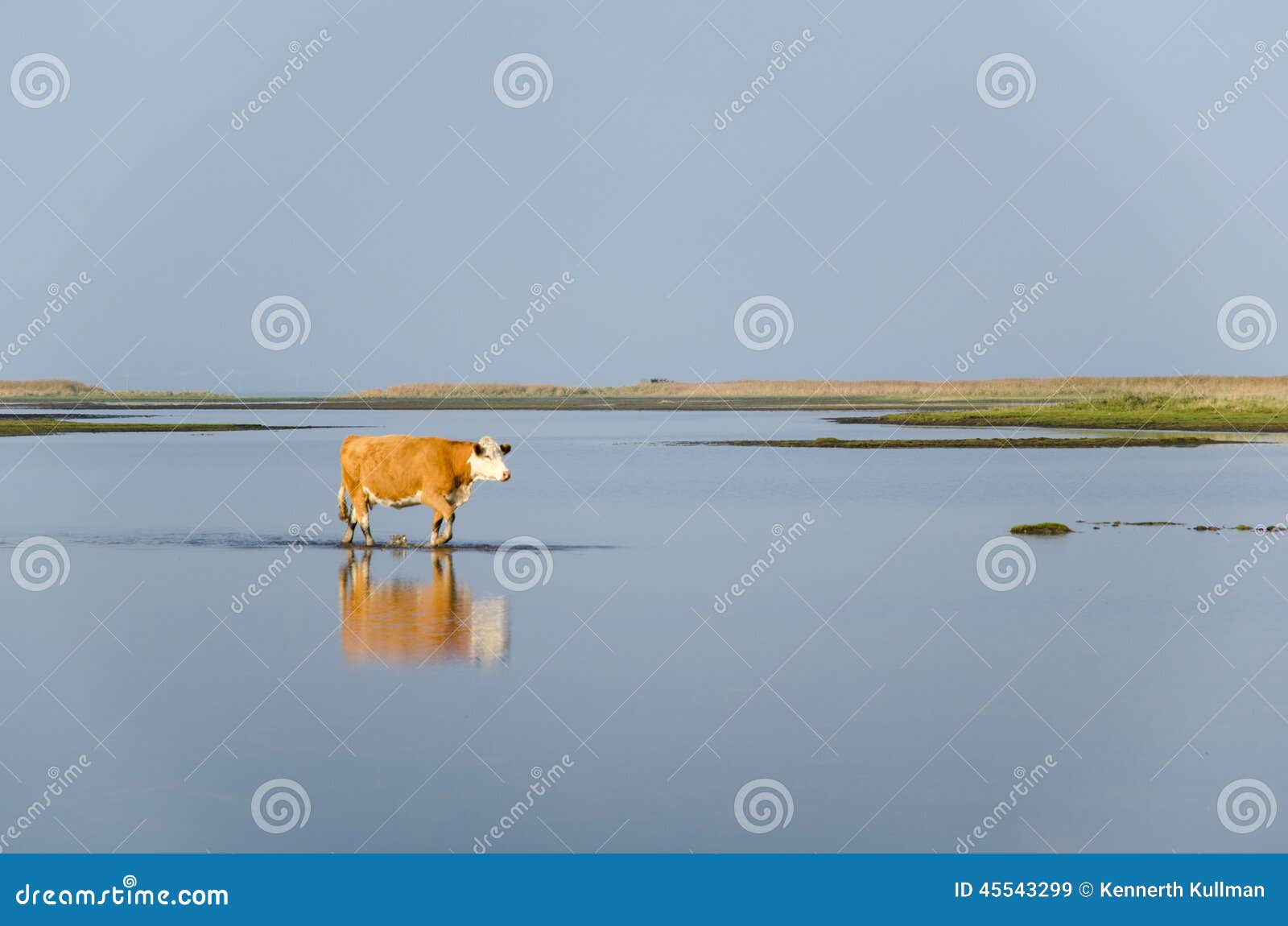 Calm Water with Walking Cow Stock Image - Image of calm, oland: 45543299