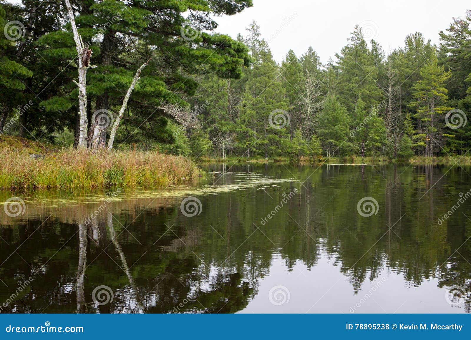 Calm Wilderness Lake stock photo. Image of shoreline - 78895238