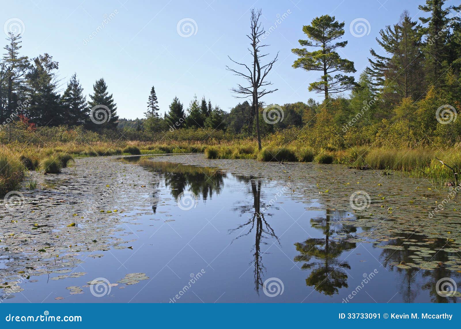 Calm Wilderness Waterway with Reflections Stock Image - Image of lilies ...