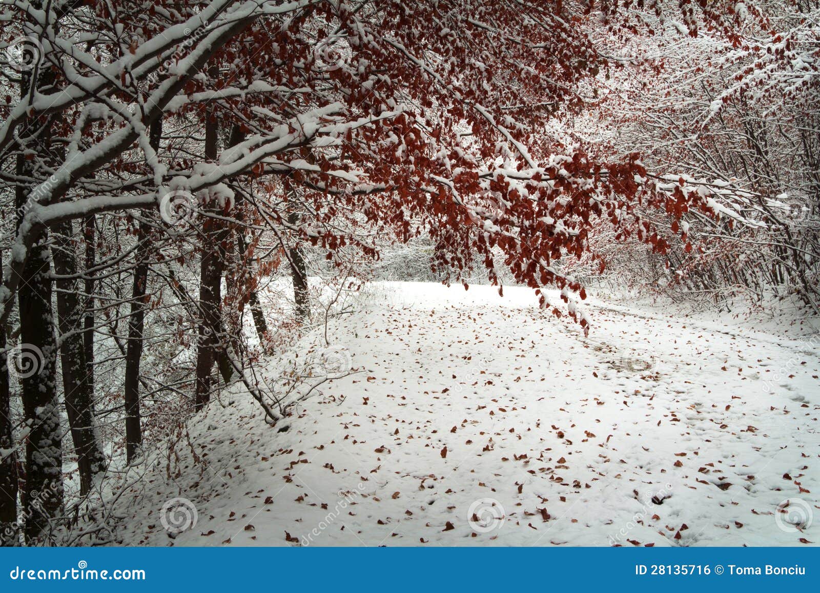 Calm Winter Day in the Forest Stock Photo - Image of snow, nature: 28135716