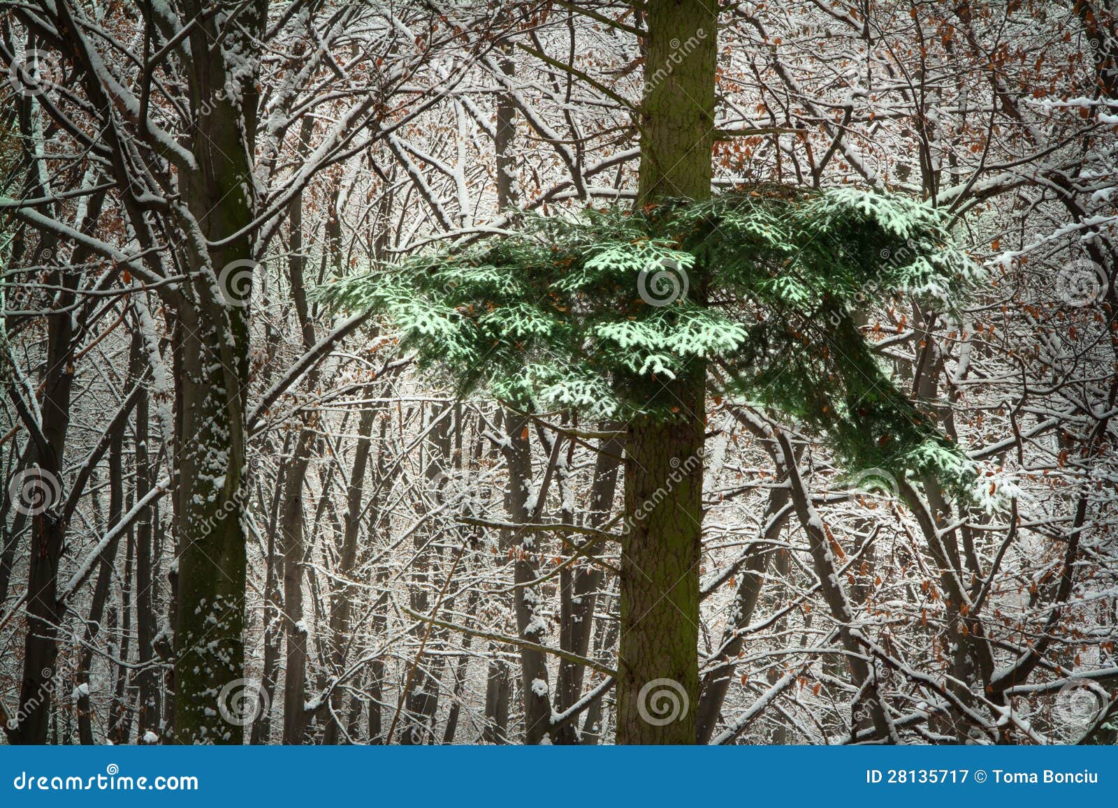 Calm Winter Day in the Forest Stock Image - Image of alley, holiday ...