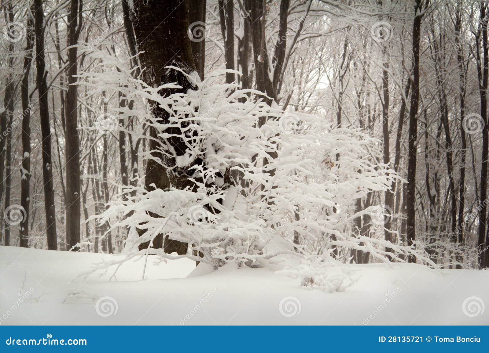Calm Winter Day in the Forest Stock Image - Image of park, beautiful ...