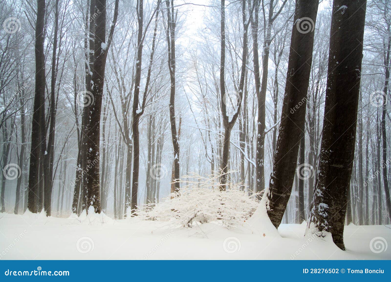 Calm Winter Day in the Forest Stock Photo - Image of scenics, peaceful ...