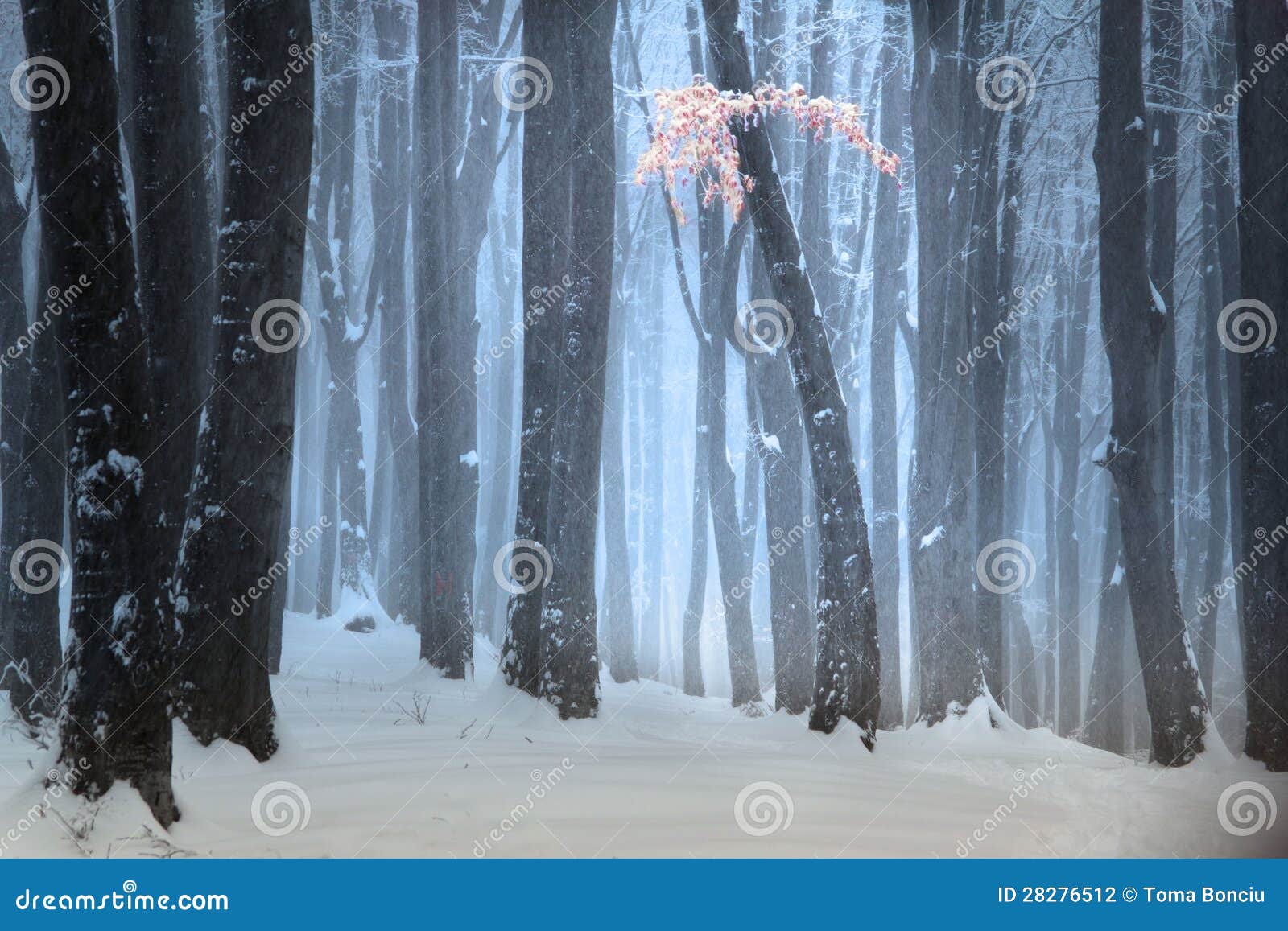 Calm Winter Day in the Forest Stock Photo - Image of park, season: 28276512