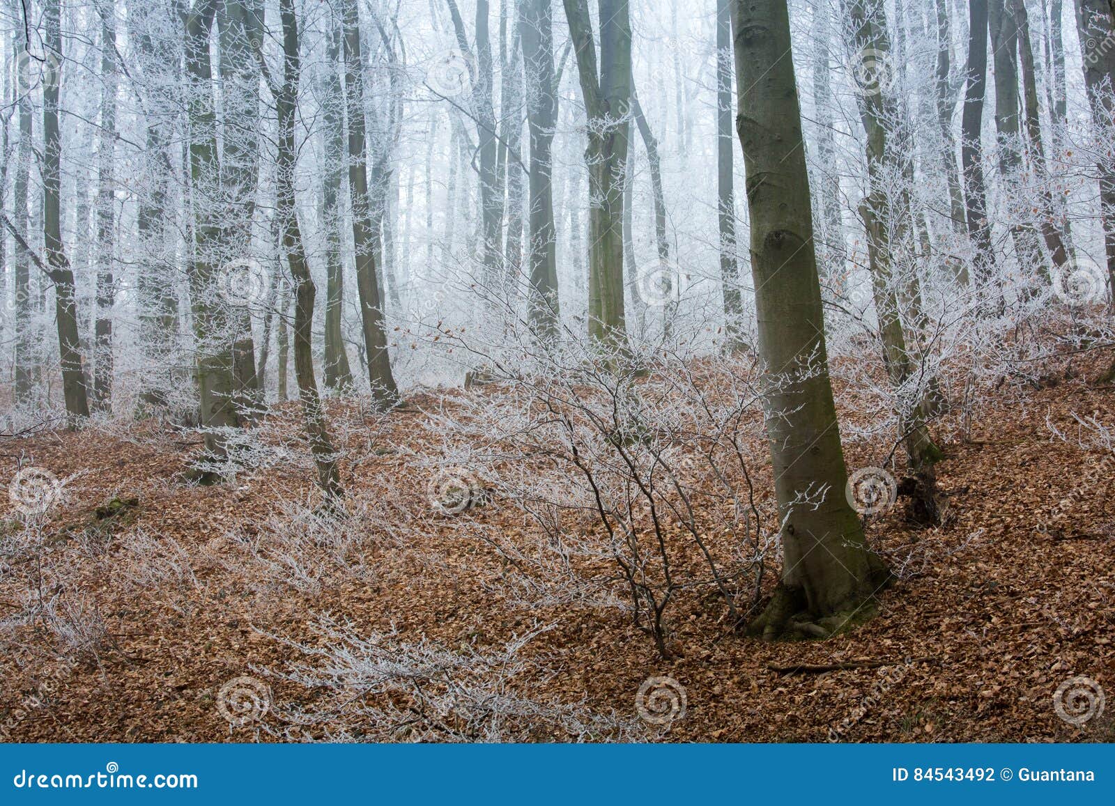 Calm winter forrest stock photo. Image of fall, grass - 84543492