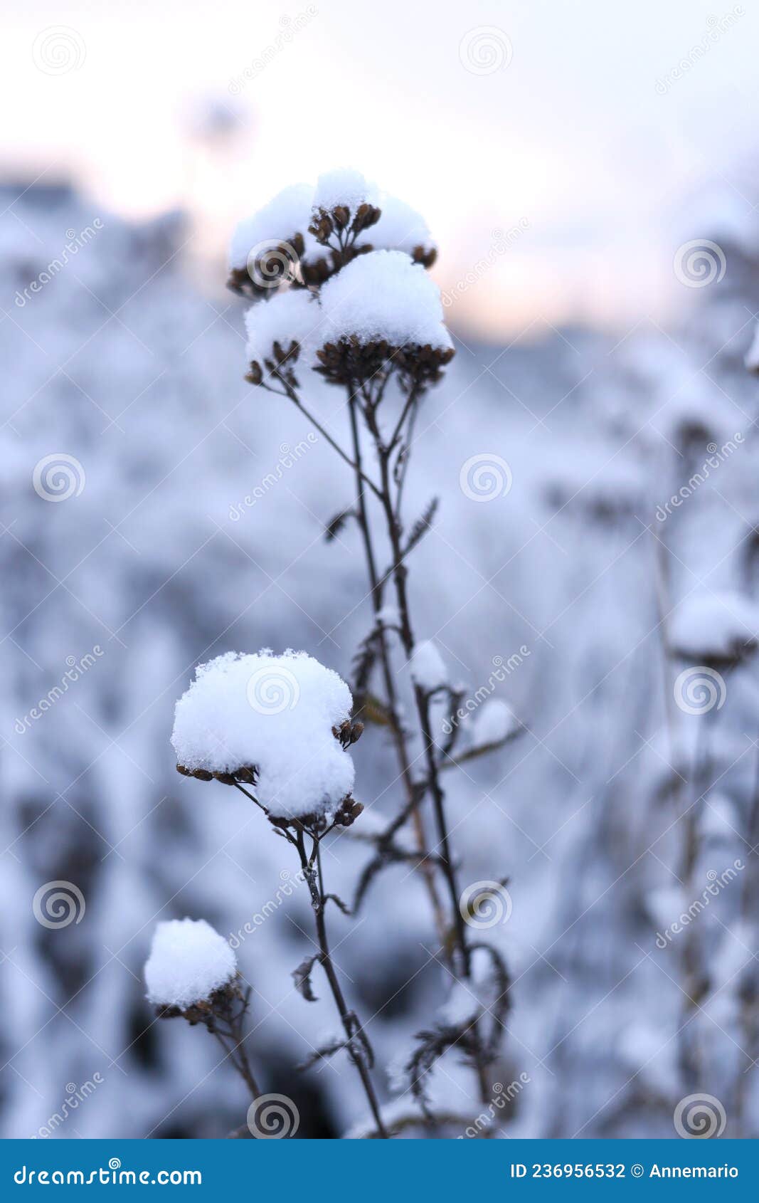 Calm Winter Morning after Snowfall Stock Photo - Image of wintertime ...