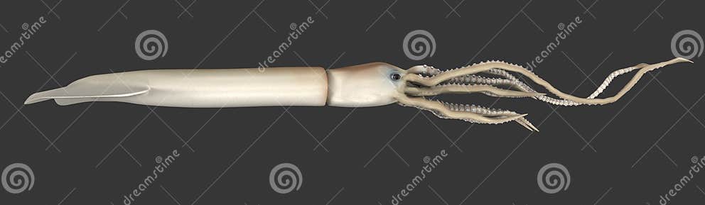 Calmar Géant (Architeuthis) Image stock - Image du marin, bateau: 46128613