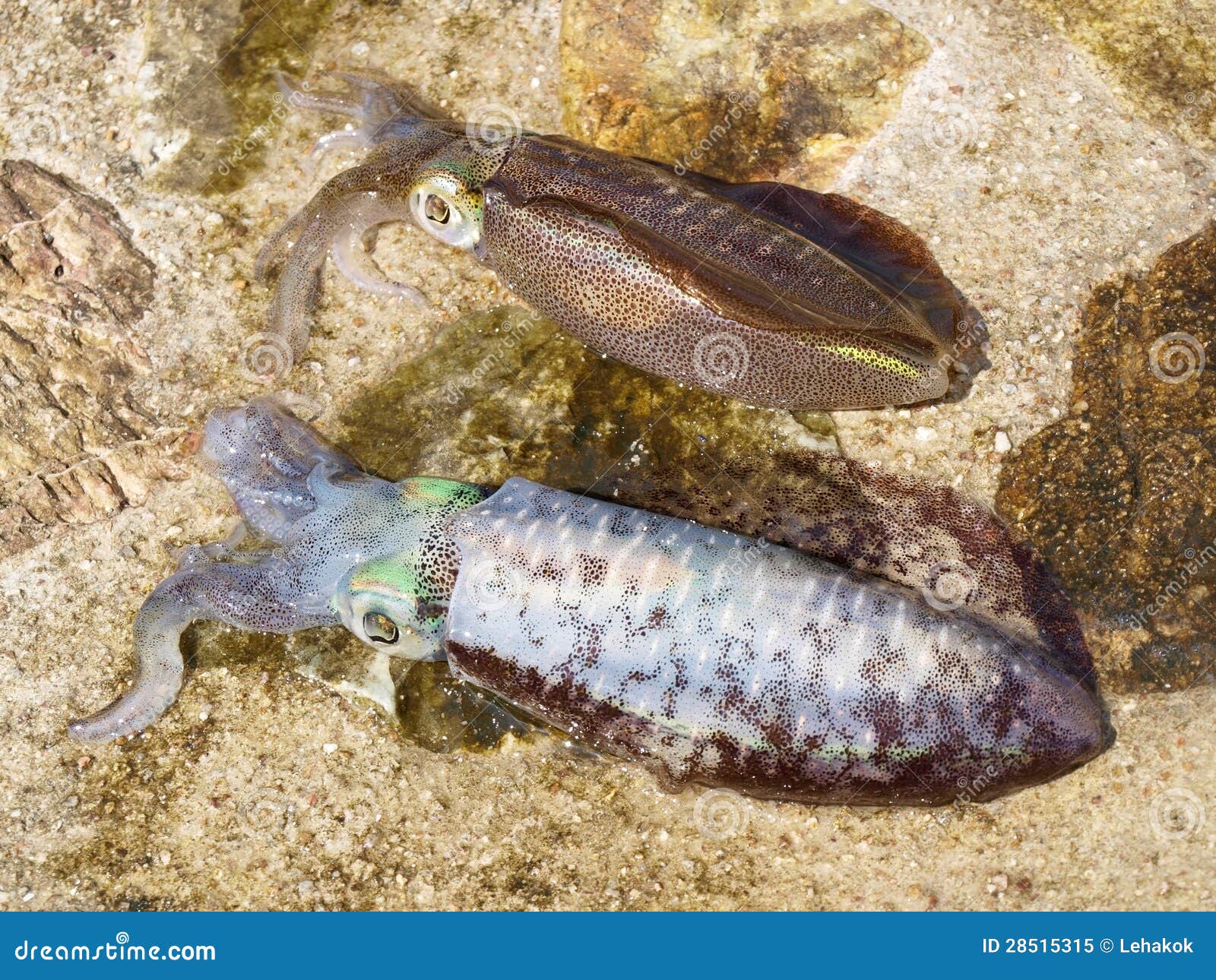 Calmars de paires image stock. Image du dangereux, vivant - 28515315