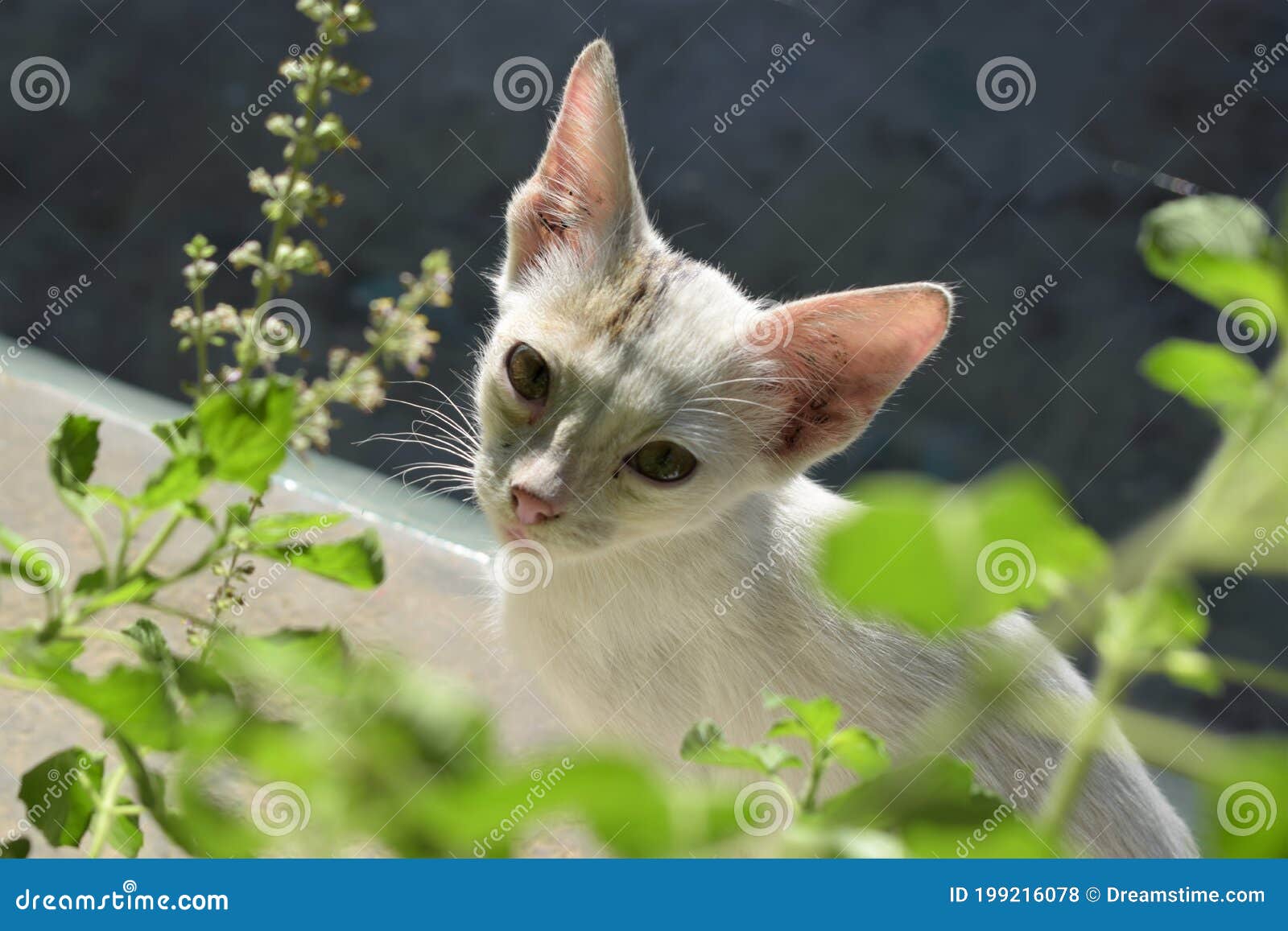 Calming Cat Gazes Up at You Stock Photo - Image of gaze, happy: 199216078