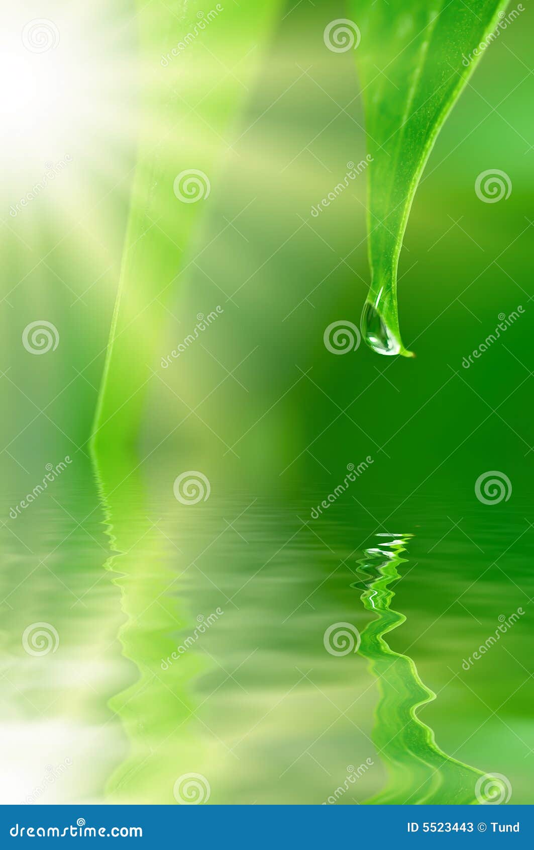 Calming environment stock image. Image of garden, drop - 5523443