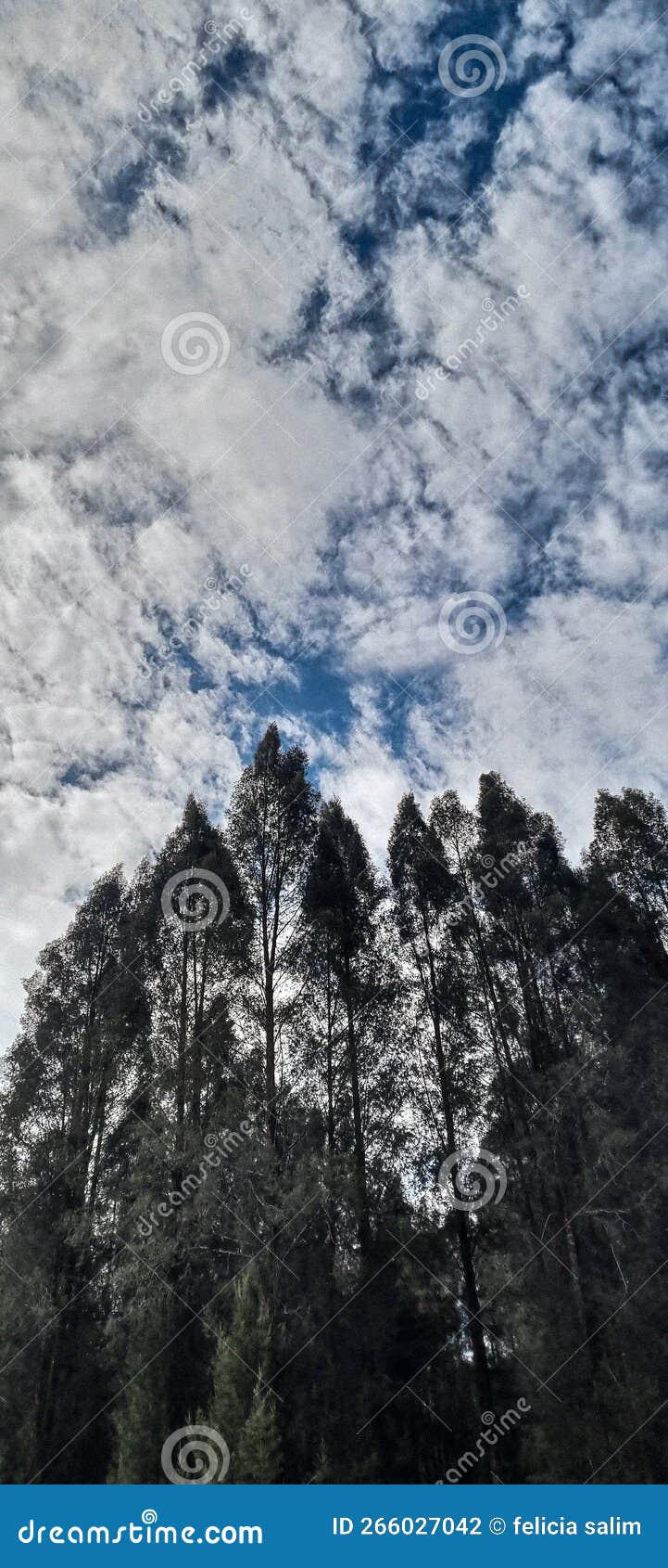 Calming Environment Around Trees Stock Photo - Image of calming ...