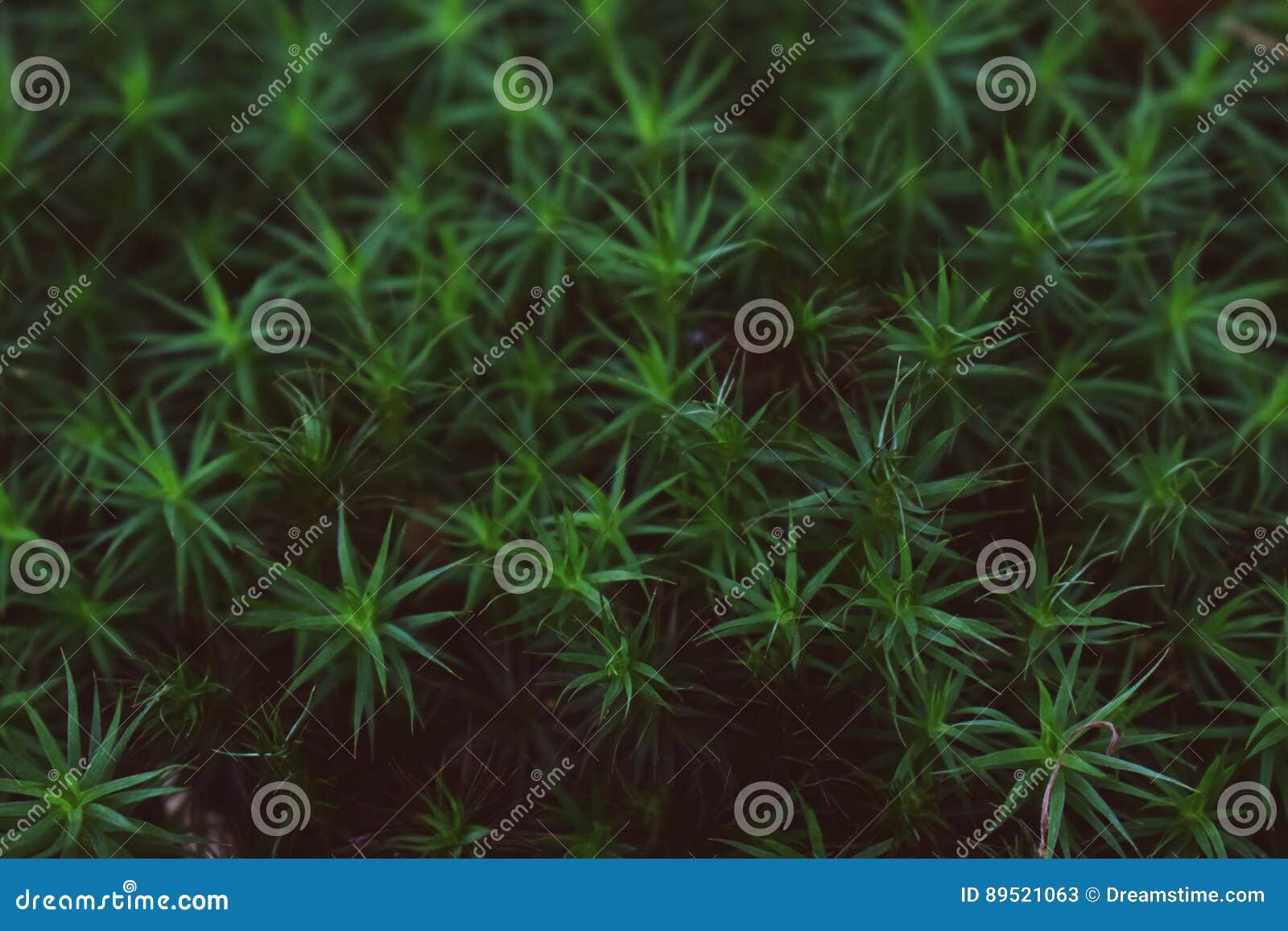 Calming Green stock image. Image of calming, greenery - 89521063