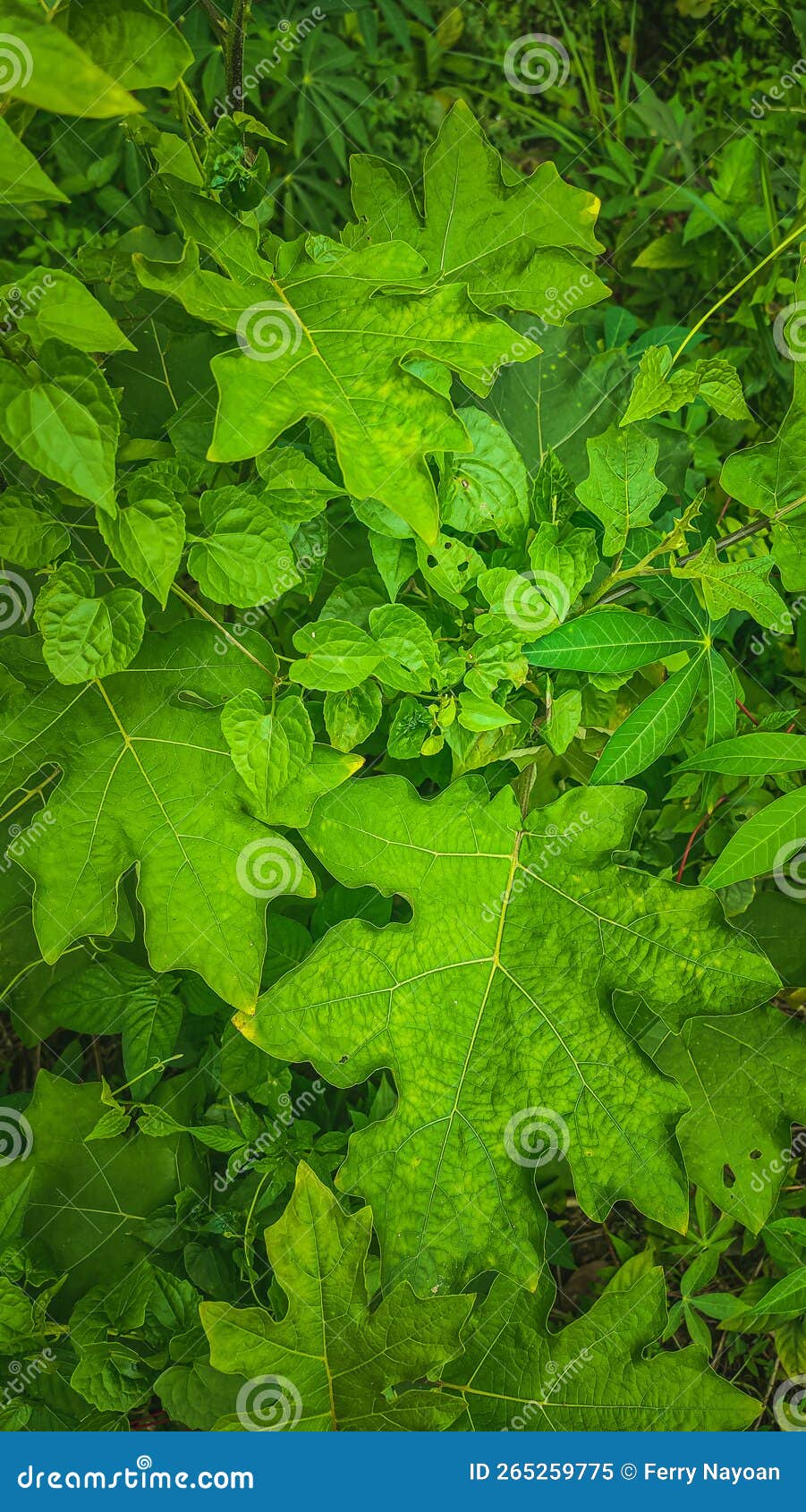 Calming Green Leaves stock image. Image of natural, green - 265259775