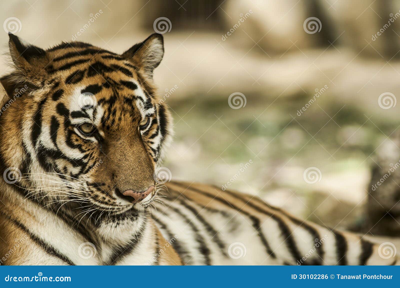 Calming Tiger stock photo. Image of tiger, pattern, beauty - 30102286