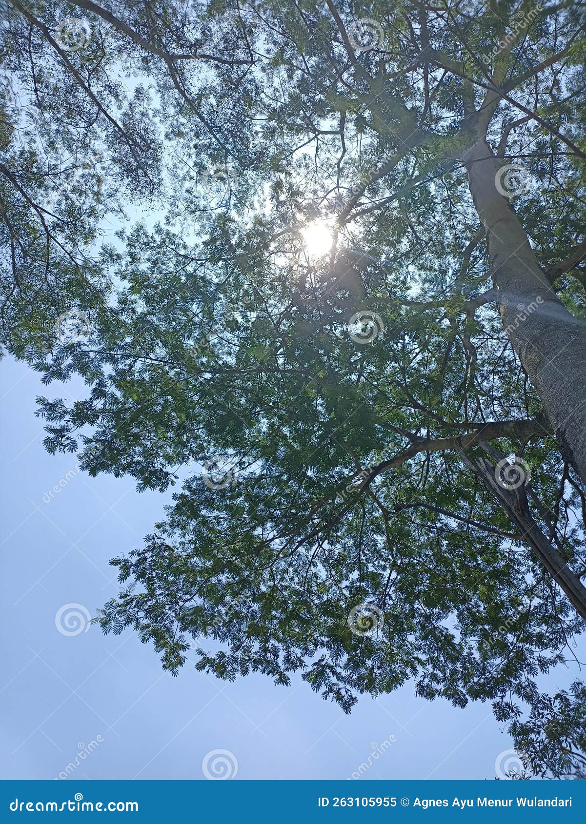 Calming View of Sunlight Obscured by Tree Leaves Stock Image - Image of ...