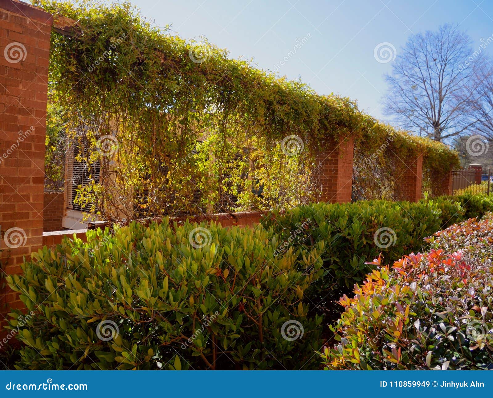 Calming View of Vines stock image. Image of view, calming - 110859949