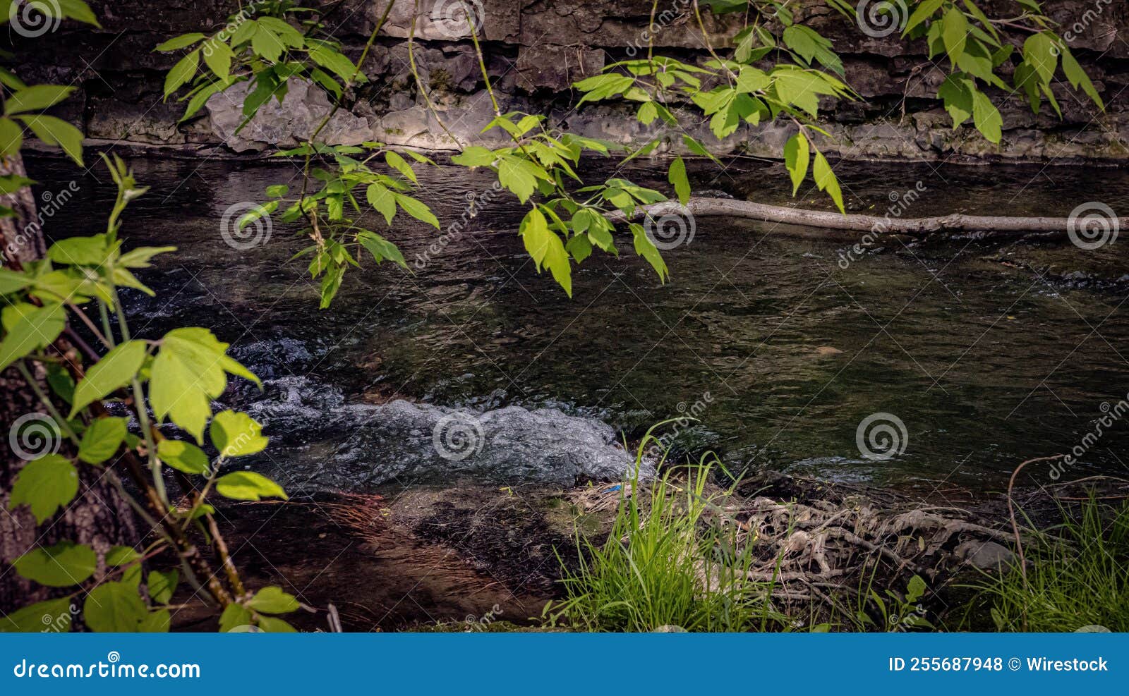 Calmly Flowing River Captured from Behind Thin Tree Branches Stock ...