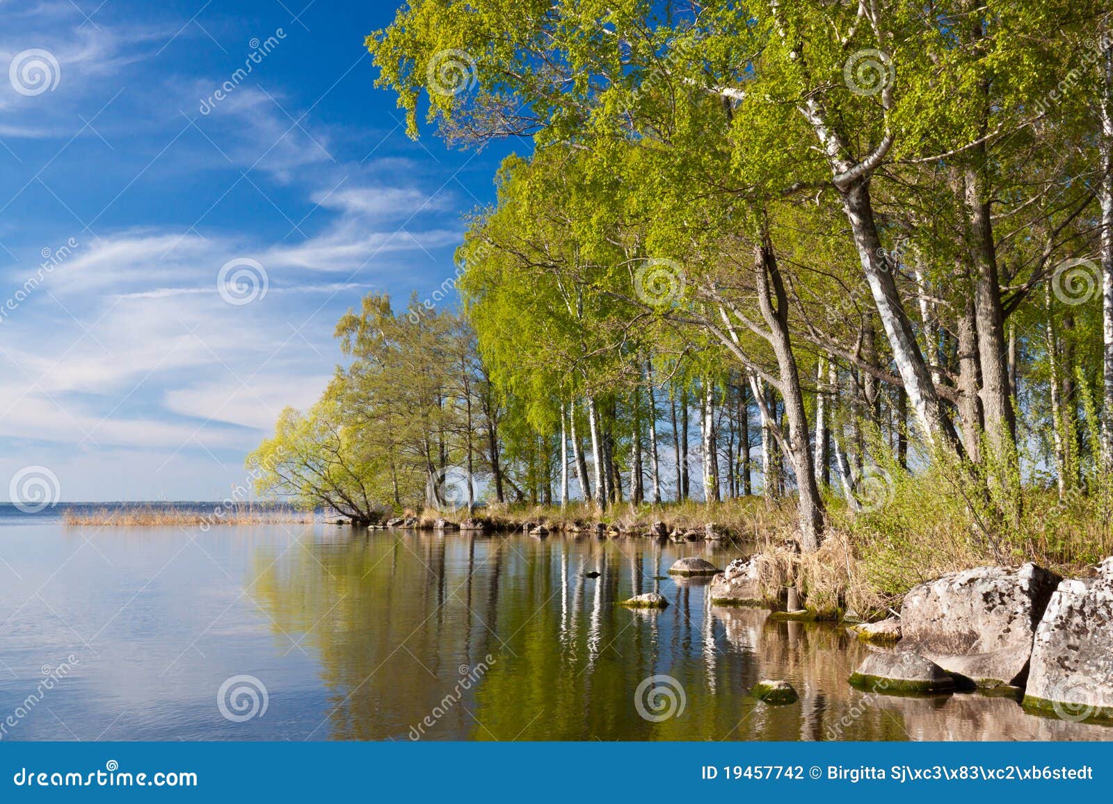Calmness. stock photo. Image of green, stone, birches - 19457742