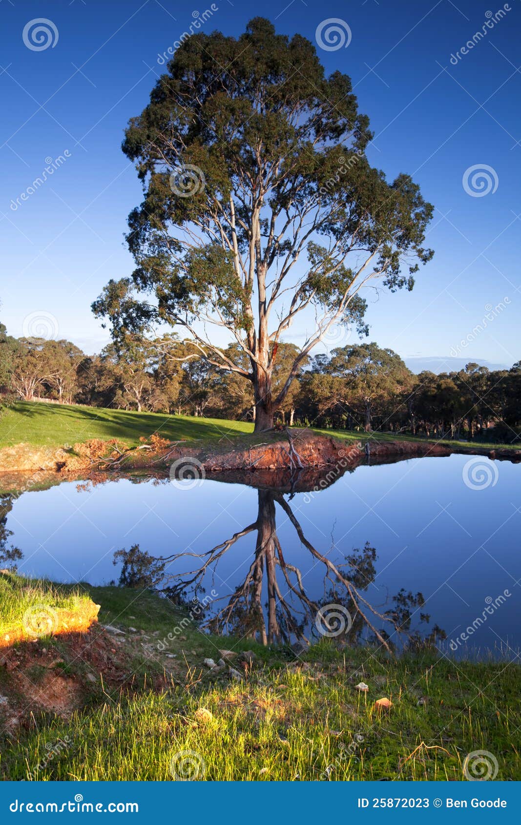 Calmness stock image. Image of peaceful, stunning, tree - 25872023